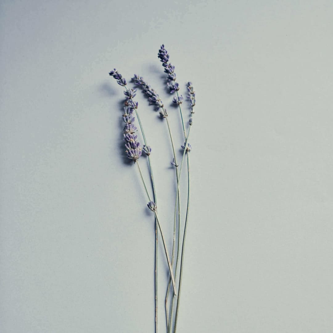 Ffern - Organic Eau de Parfum | Ffern