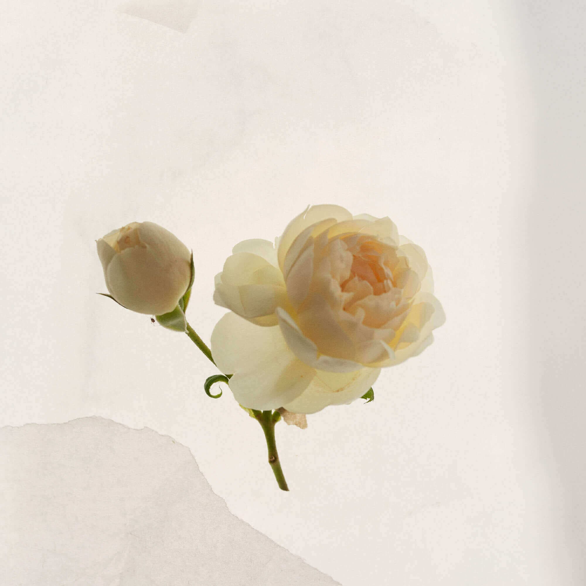 Ffern - Organic Eau de Parfum | Ffern