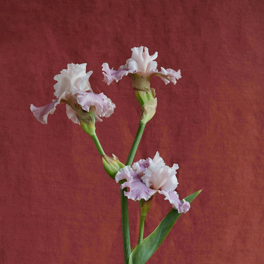 Ffern - Organic Eau de Parfum | Ffern