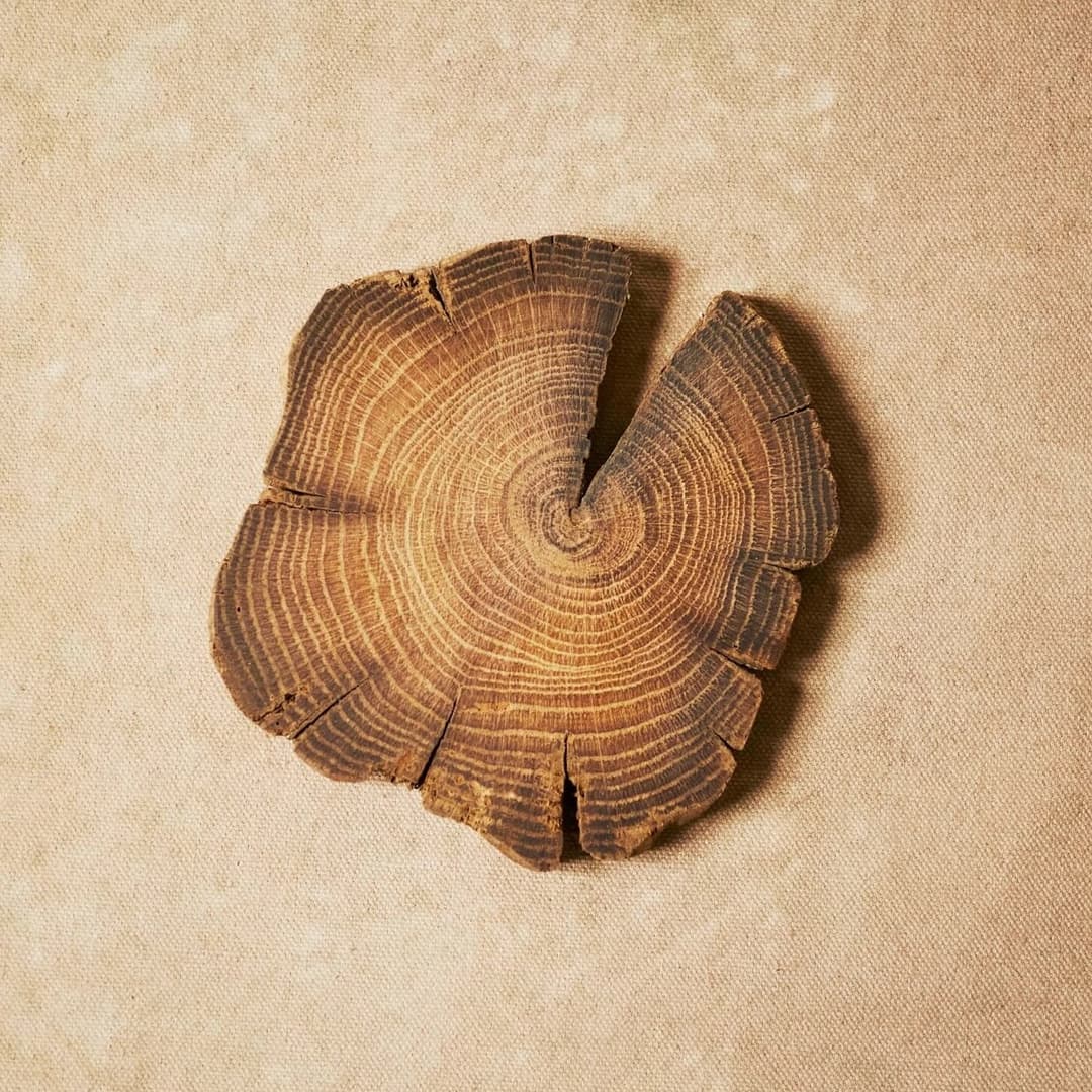 Ffern - Organic Eau de Parfum | Ffern