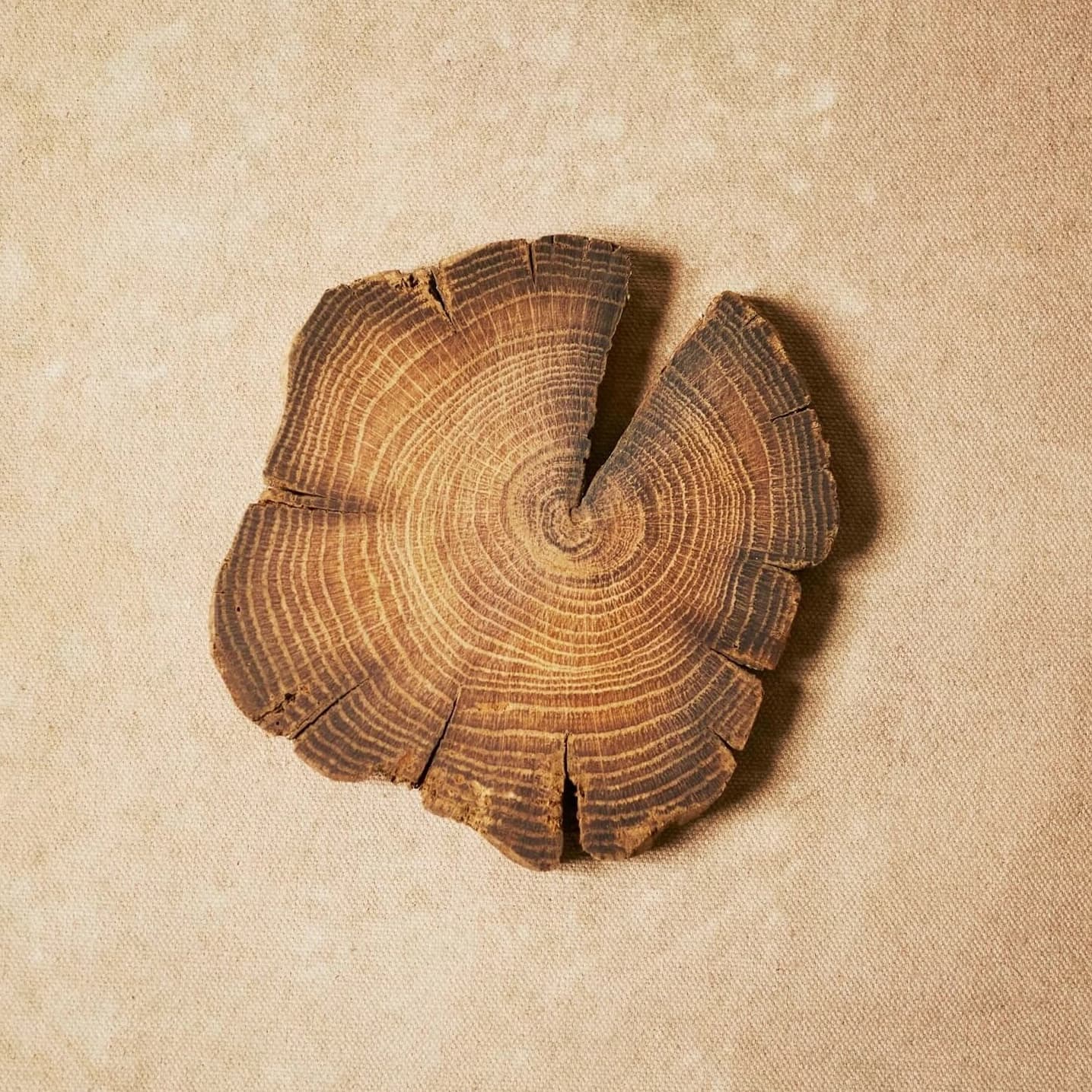 Ffern - Organic Eau de Parfum | Ffern