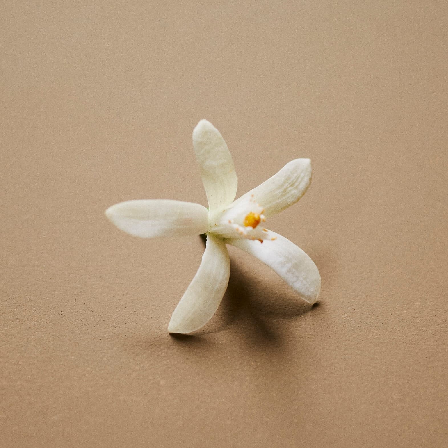 Ffern - Organic Eau de Parfum | Ffern